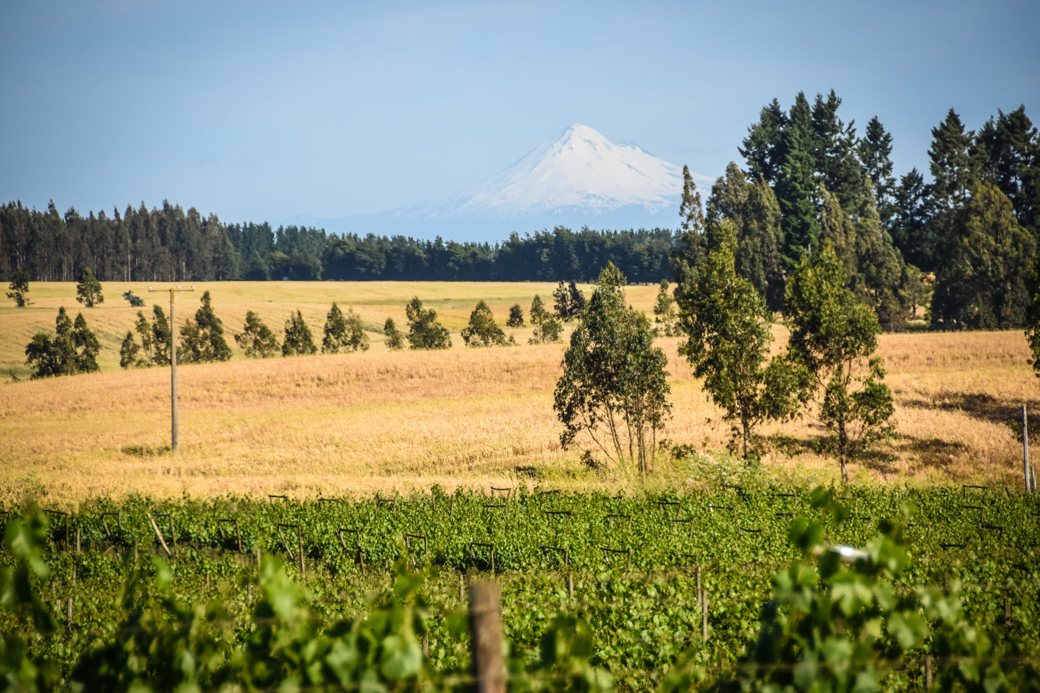 Viñedo Valle del Malleco | Viña Aquitania Chile